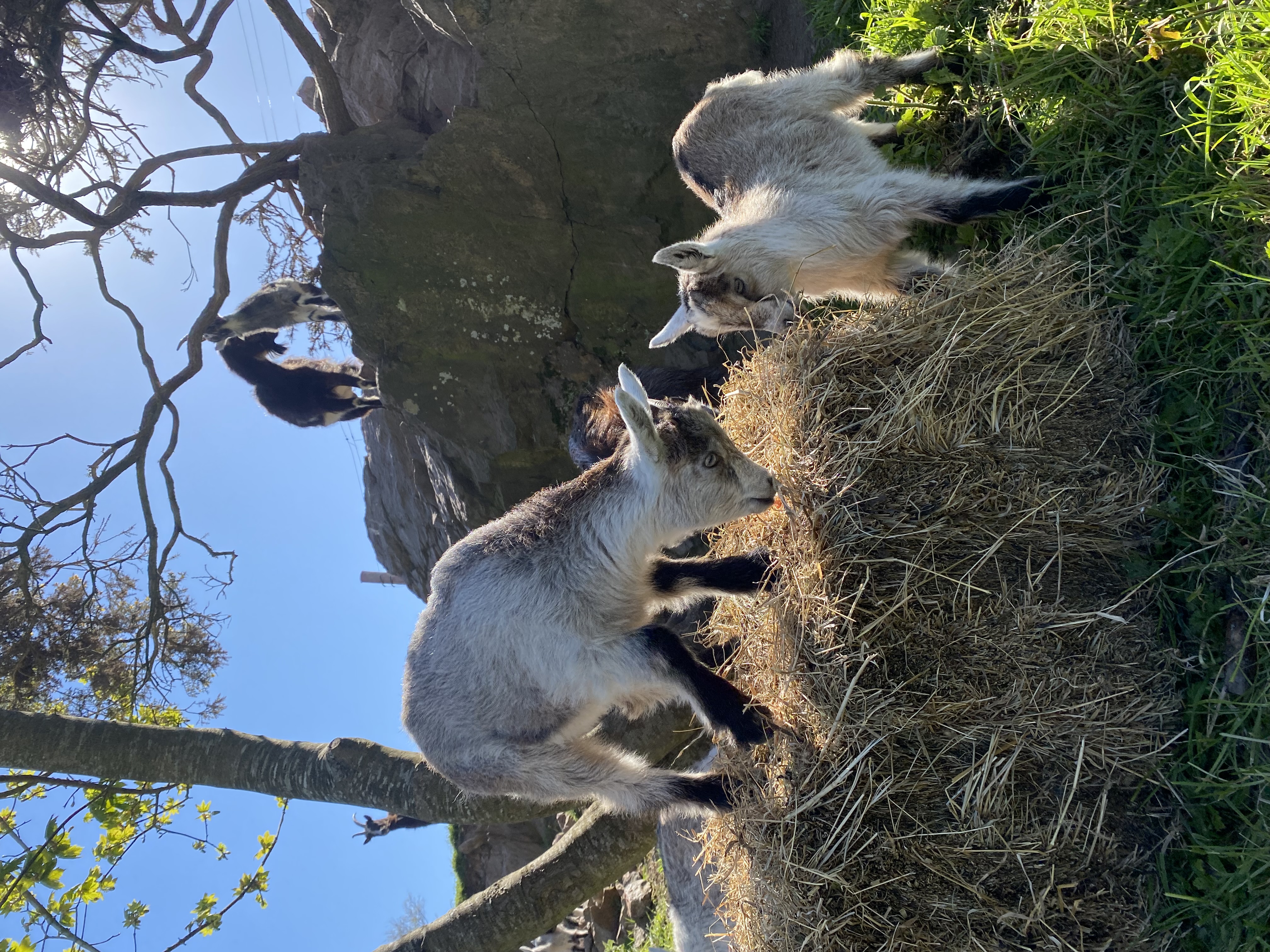Howth Head Kid Goat Naming Competition | Fingal County Council
