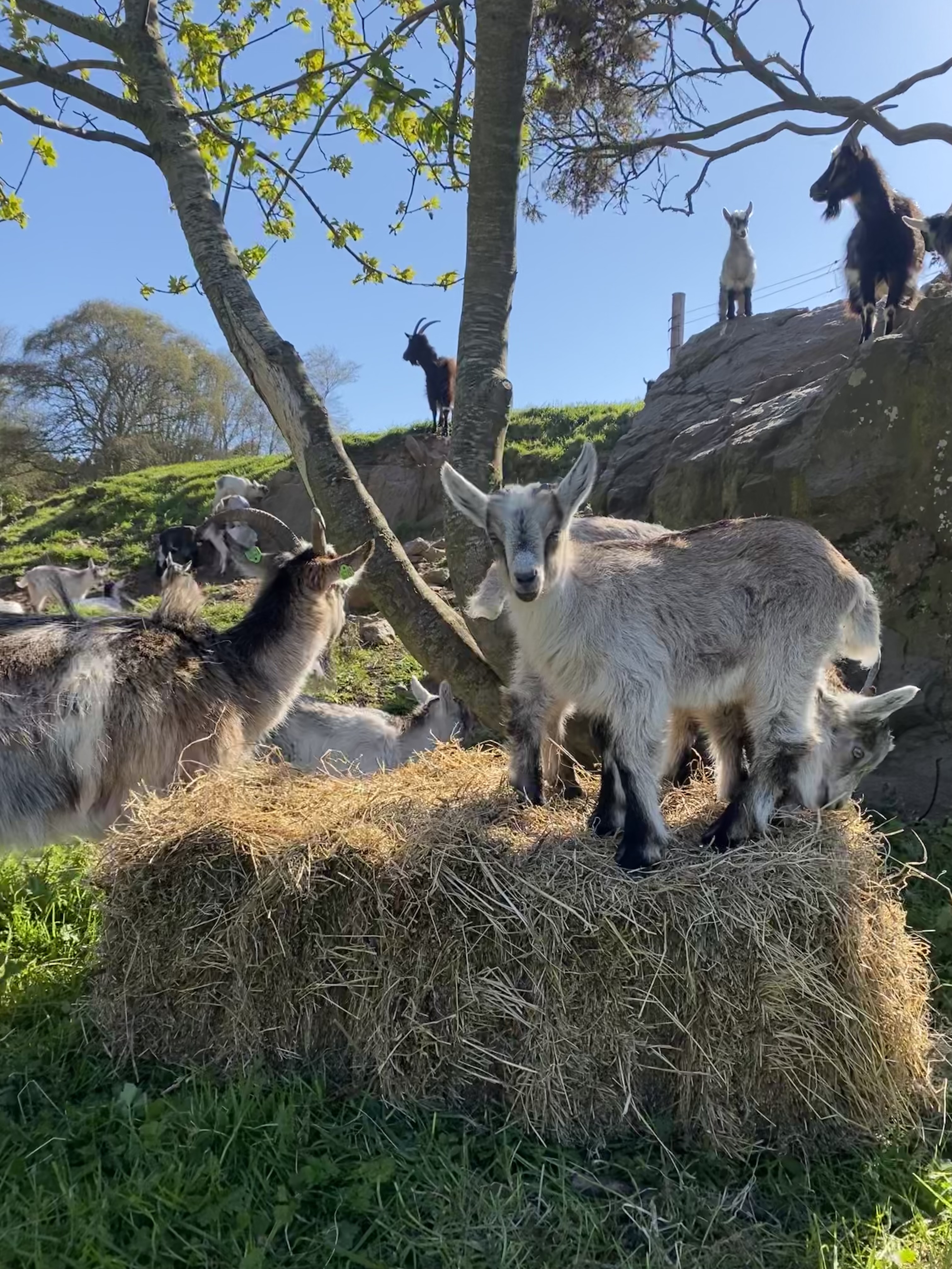 Howth Head Kid Goat Naming Competition | Fingal County Council